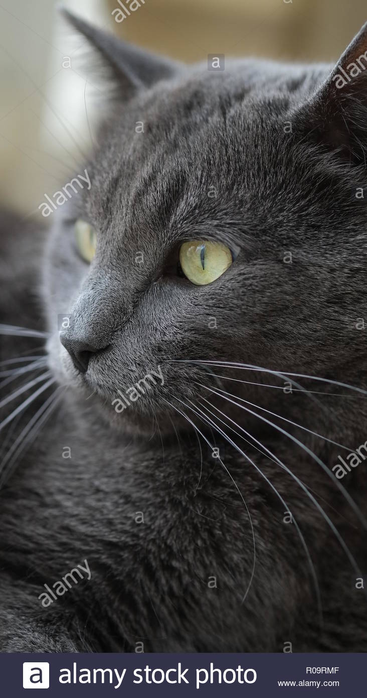 Cat Face Closeup Stock Photos & Cat Face Closeup Stock Images - Alamy