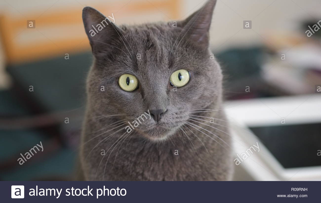 Grey Cat And Blue Eyes High Resolution Stock Photography and Images - Alamy