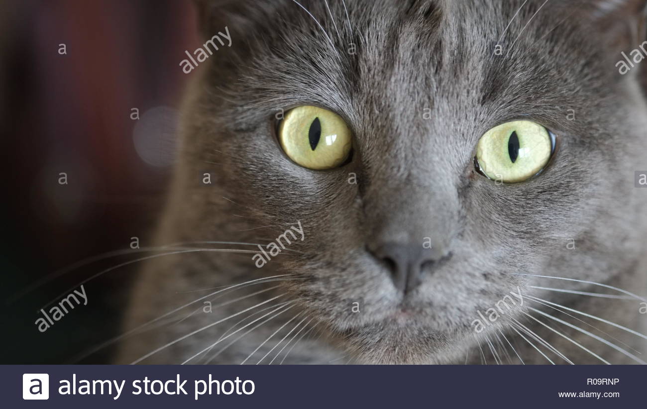 Cat Face Closeup Stock Photos & Cat Face Closeup Stock Images - Alamy