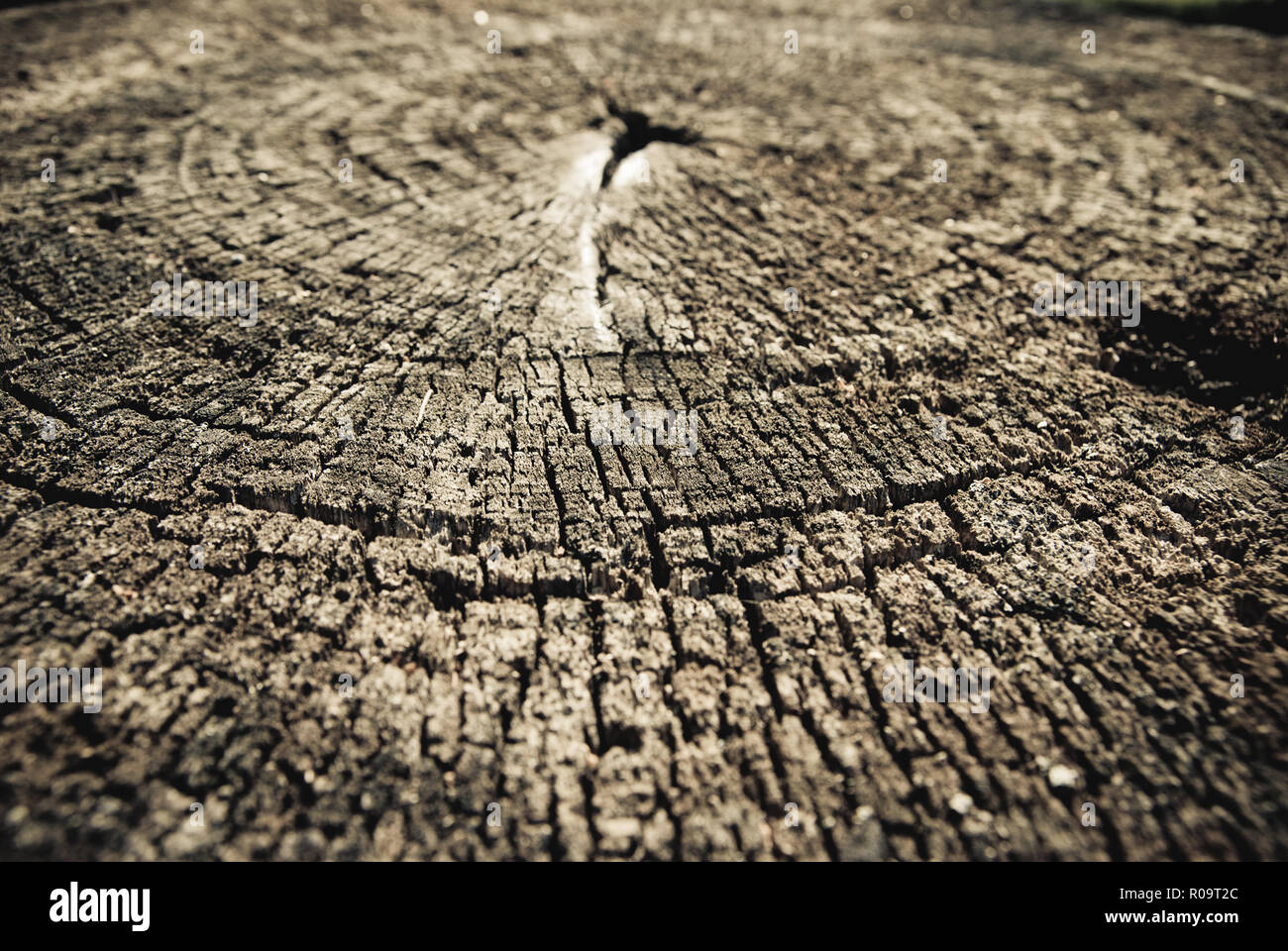 Textured wooden stump hi-res stock photography and images - Alamy