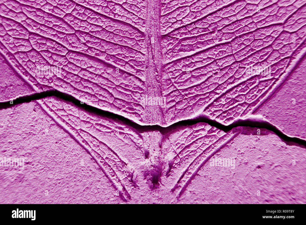 imprint on clay skeletonized ficus benjamin leaf with streaks. crack ...