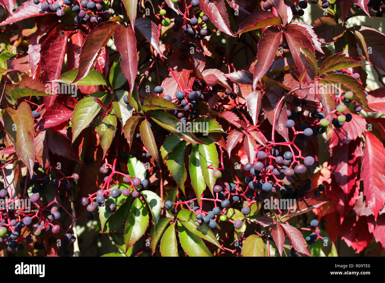 dark blue berries and colorful leaves of Parthenocissus quinquefolia ...