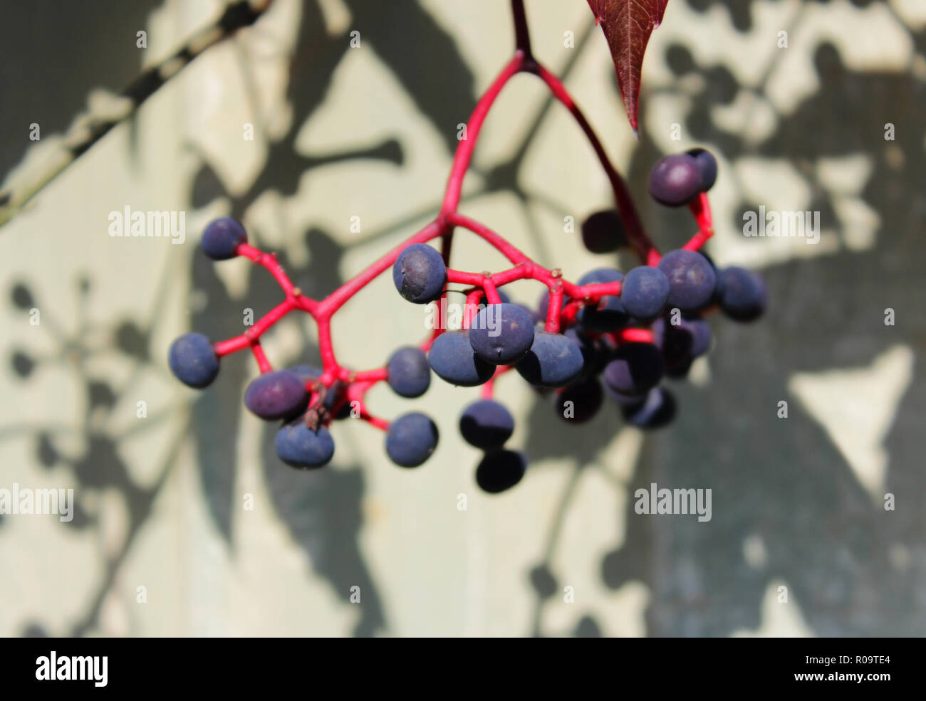 dark blue berries of Parthenocissus quinquefolia - Virginia creeper ...