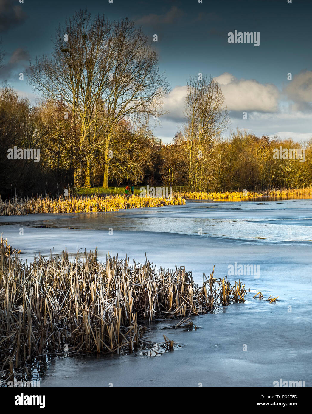 Frozen Lake with frost on reeds at Backwell North Somerset, in the UK ...