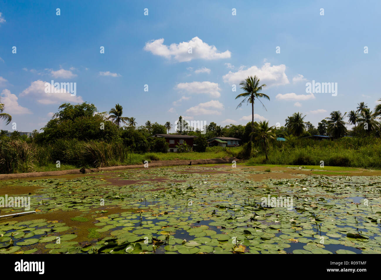 Lake on Koh Kret island on Menam river in Bangkok. Travelling across ...