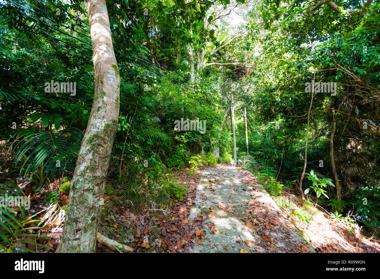 Jungle trekking on tropical Tioman island in Malaysia. Beautiful nature ...