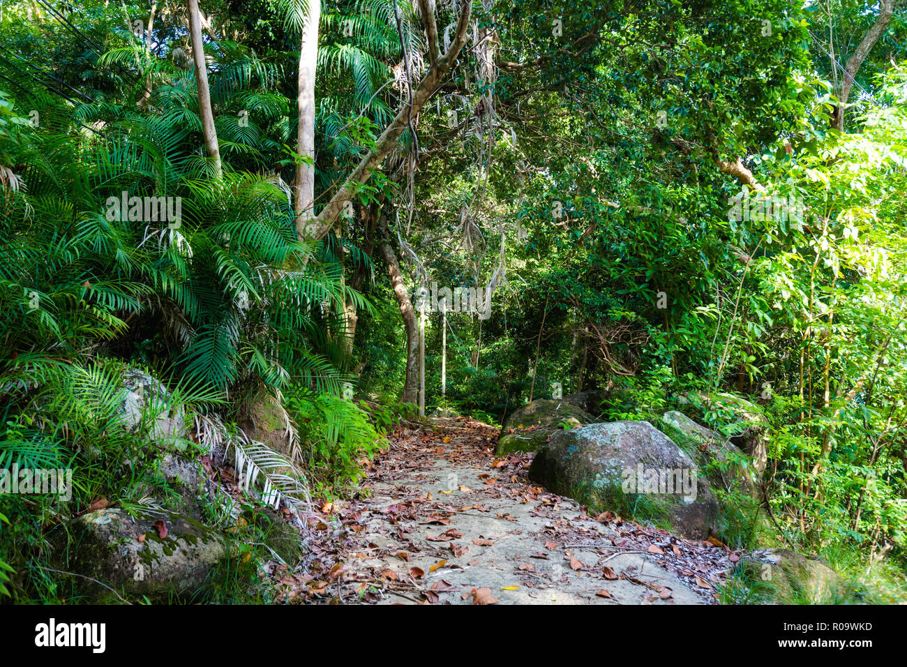 Jungle trekking on tropical Tioman island in Malaysia. Beautiful nature ...
