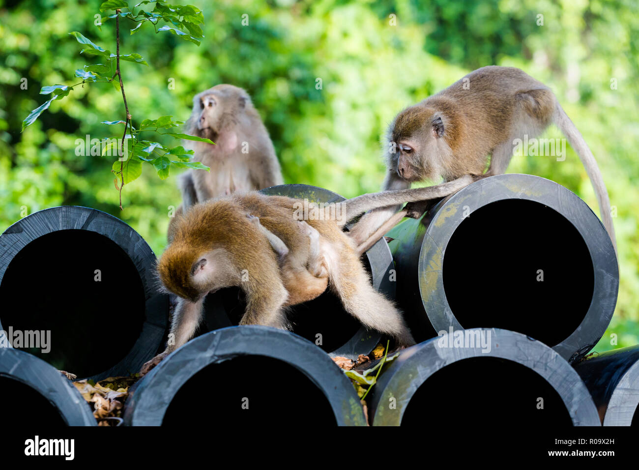 Wild macaques on tropical Tioman island in Malaysia. Beautiful wildlife ...