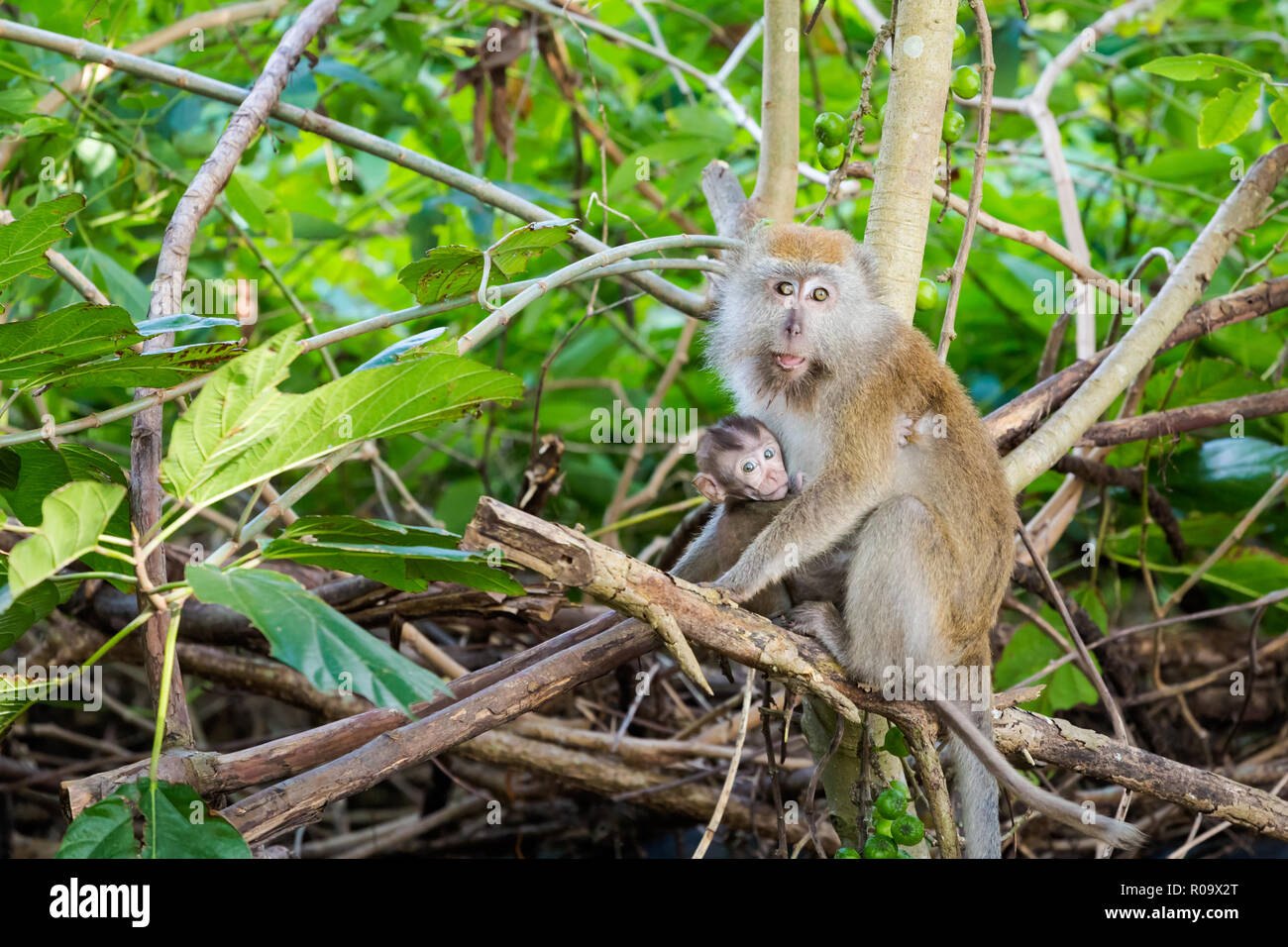 Wild macaques on tropical Tioman island in Malaysia. Beautiful wildlife ...