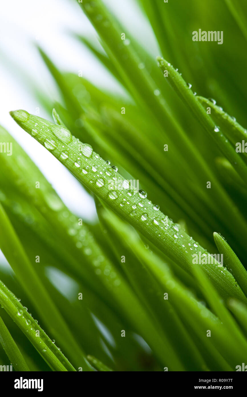 fresh wet green grass closeup Stock Photo - Alamy