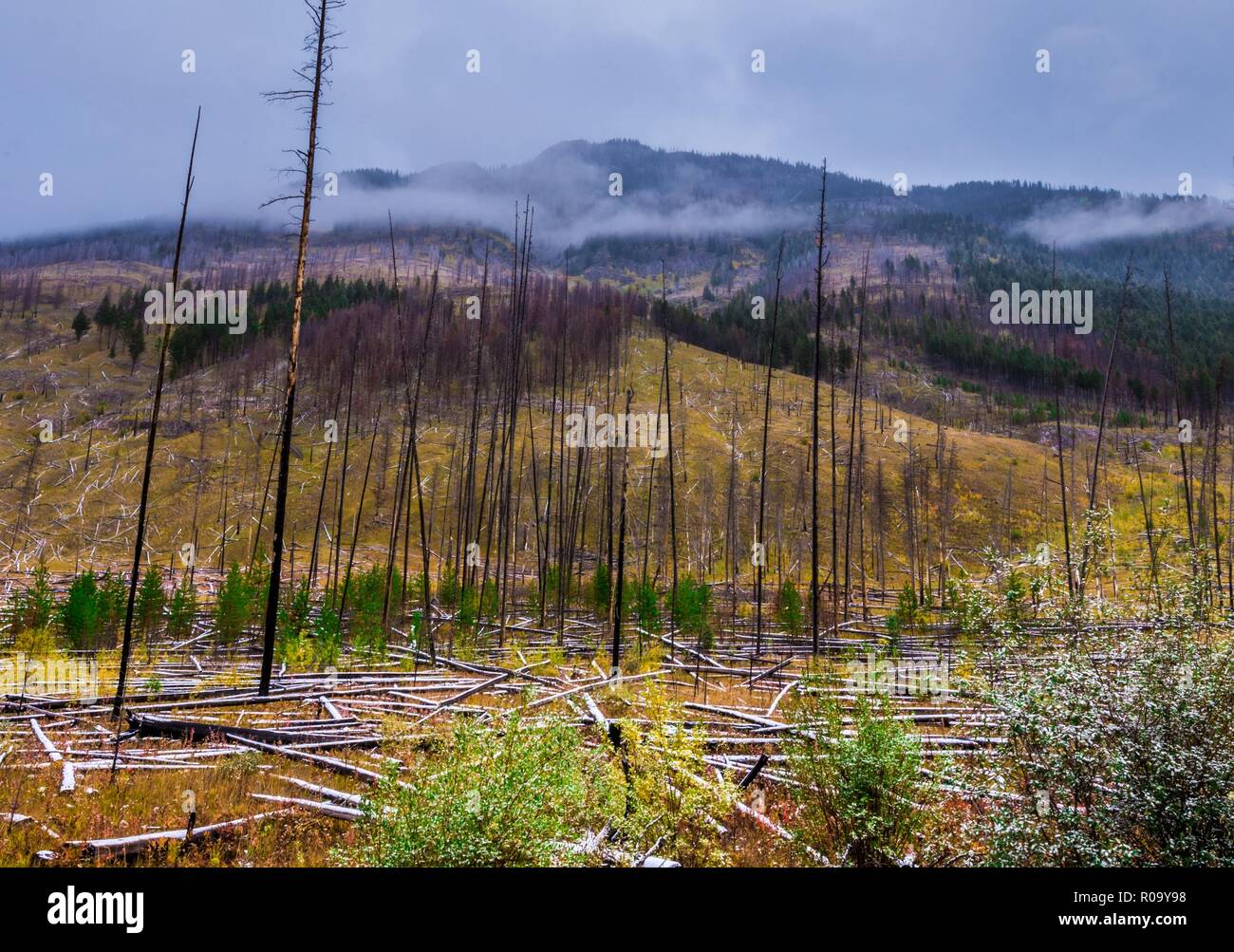 Life cycle of trees hi-res stock photography and images - Alamy