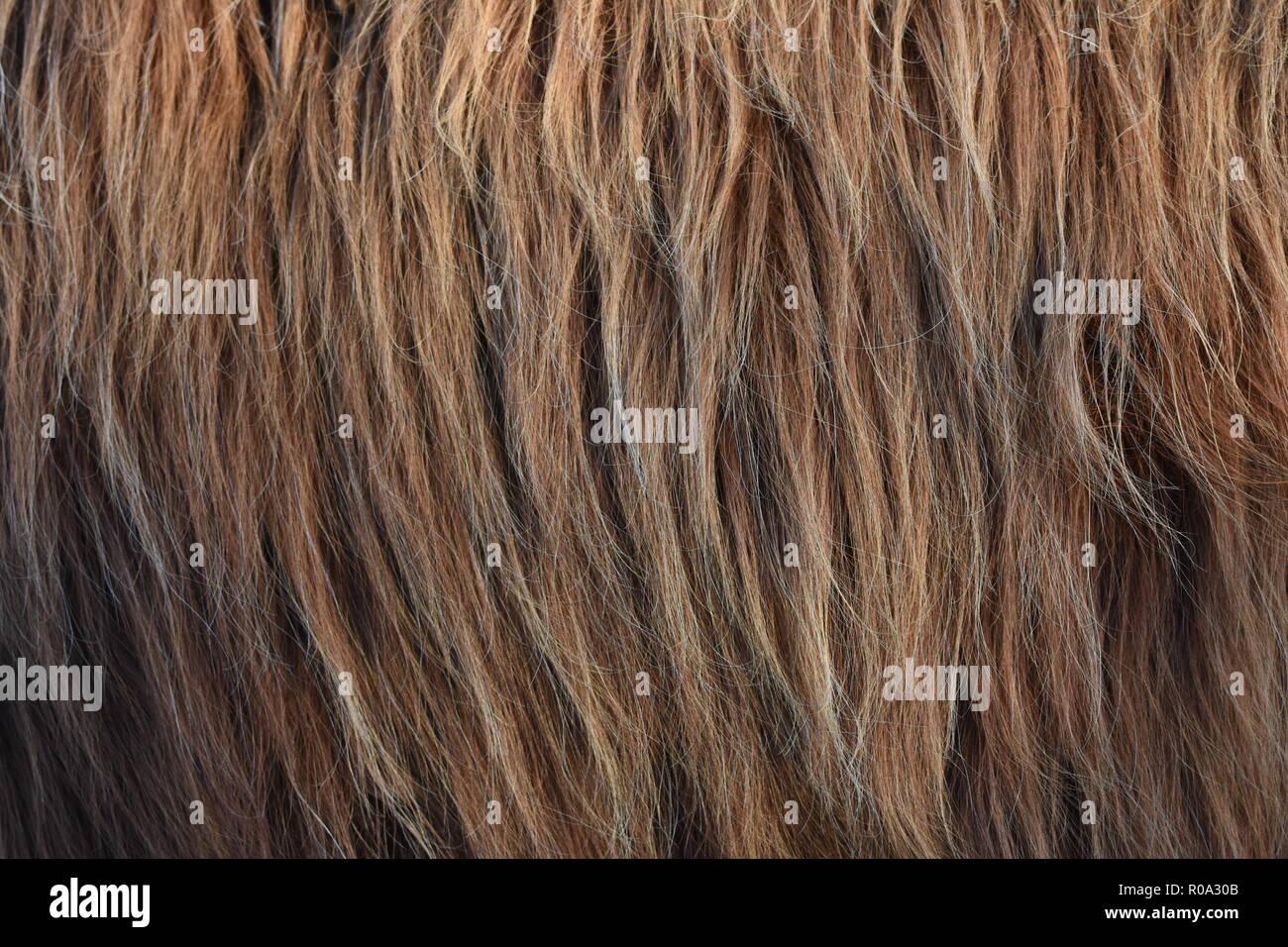 Close up photo of the fur of a Highland Cow in Scotland, Bos taurus ...
