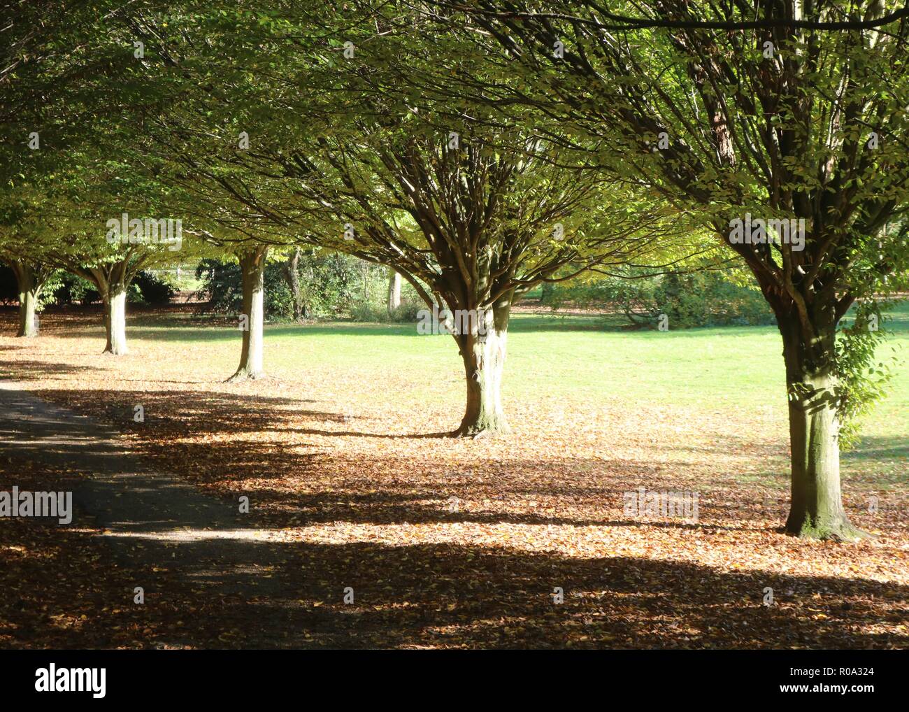 Cobtree Manor Park , Kent Stock Photo - Alamy