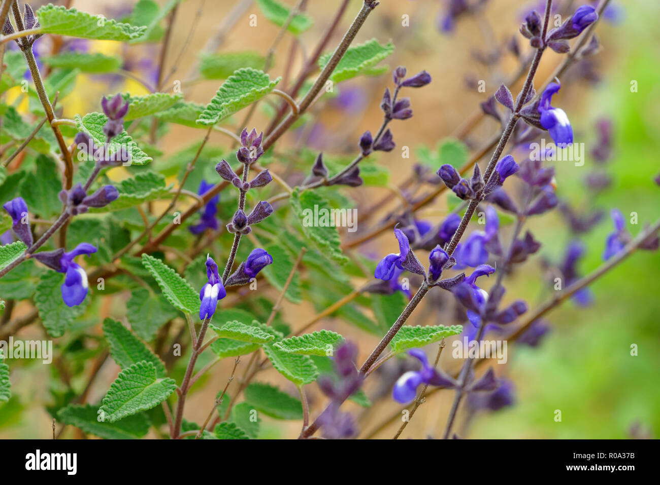 Salvia cuspidata ssp. gilliesii,better known as purple salvia is a ...