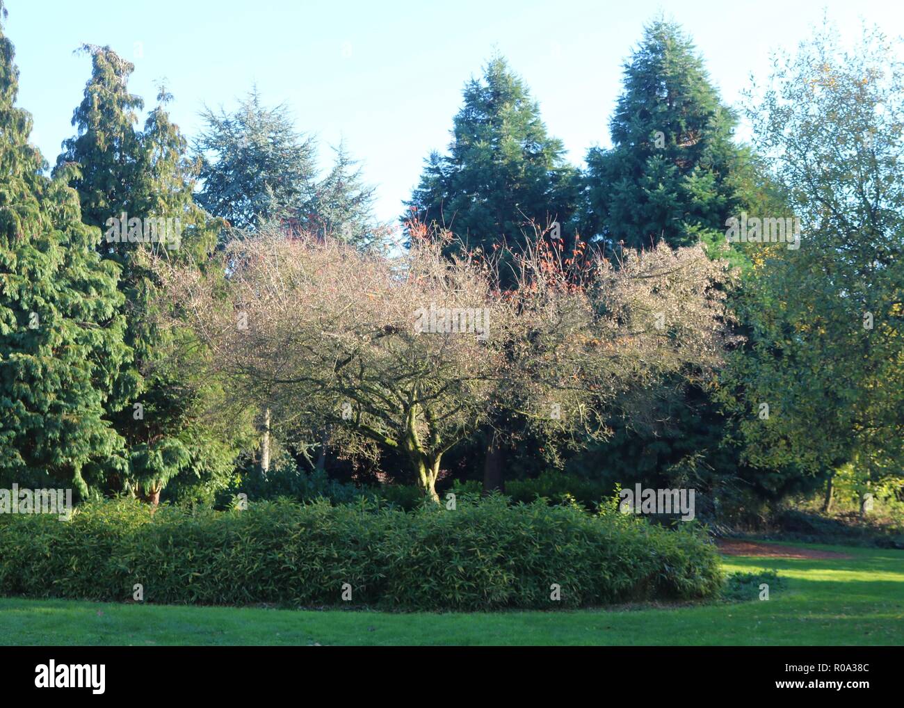 Cobtree Manor Park , Kent Stock Photo - Alamy