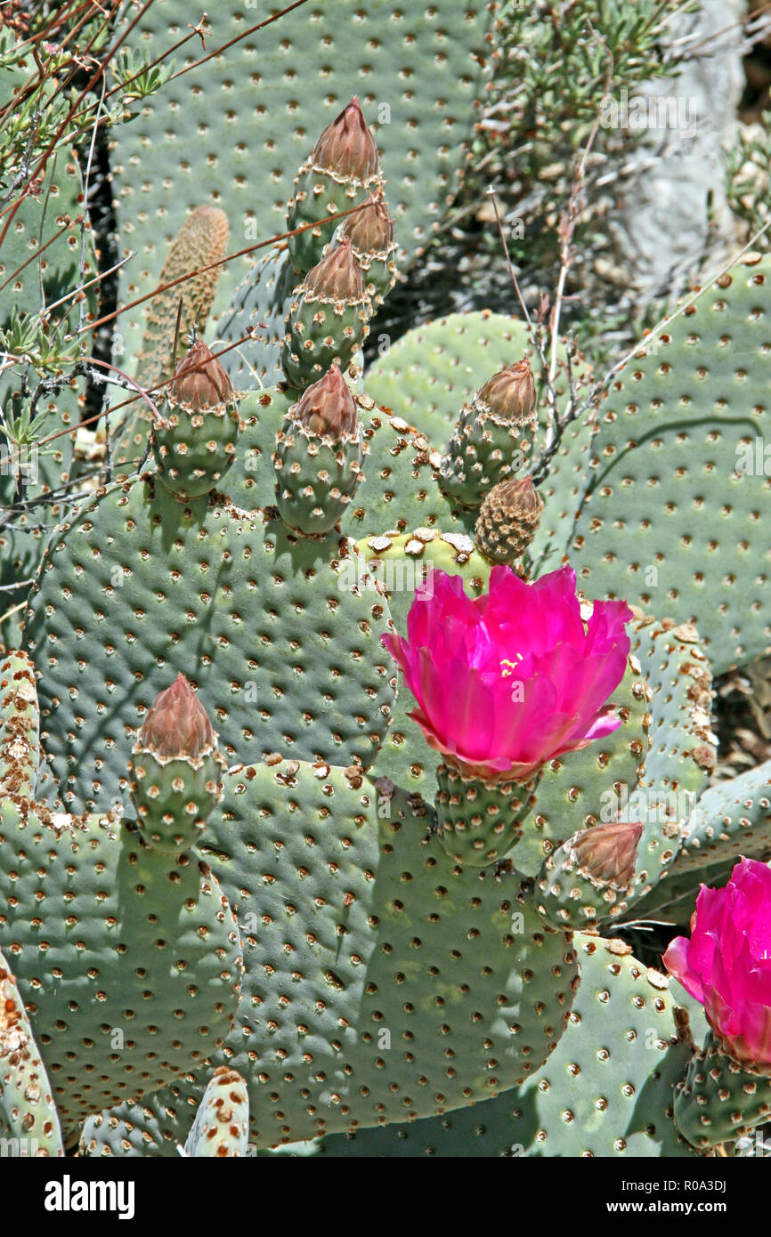 Bright pink prickly pear hi-res stock photography and images - Alamy