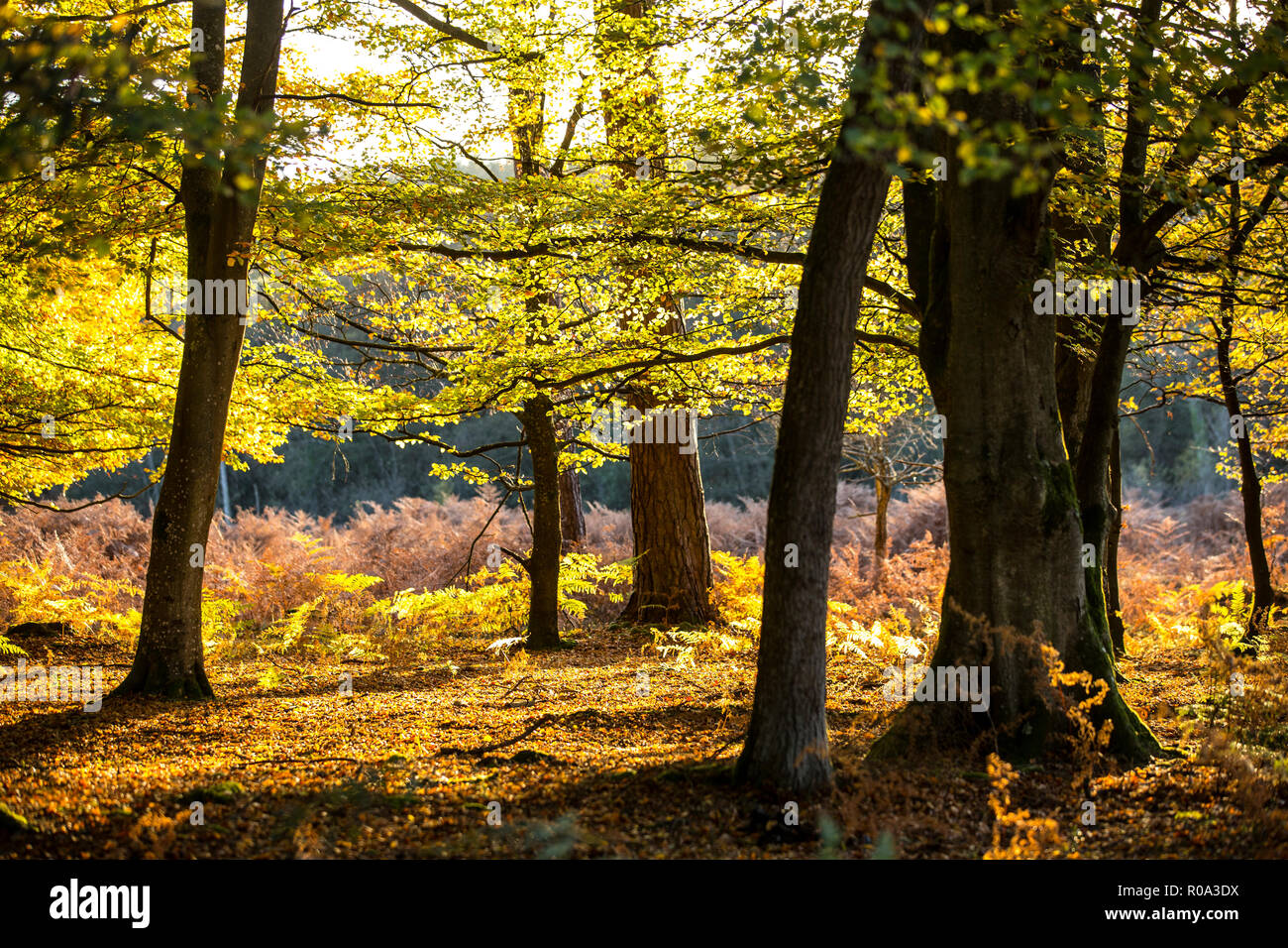 Ornamental drive hi-res stock photography and images - Alamy