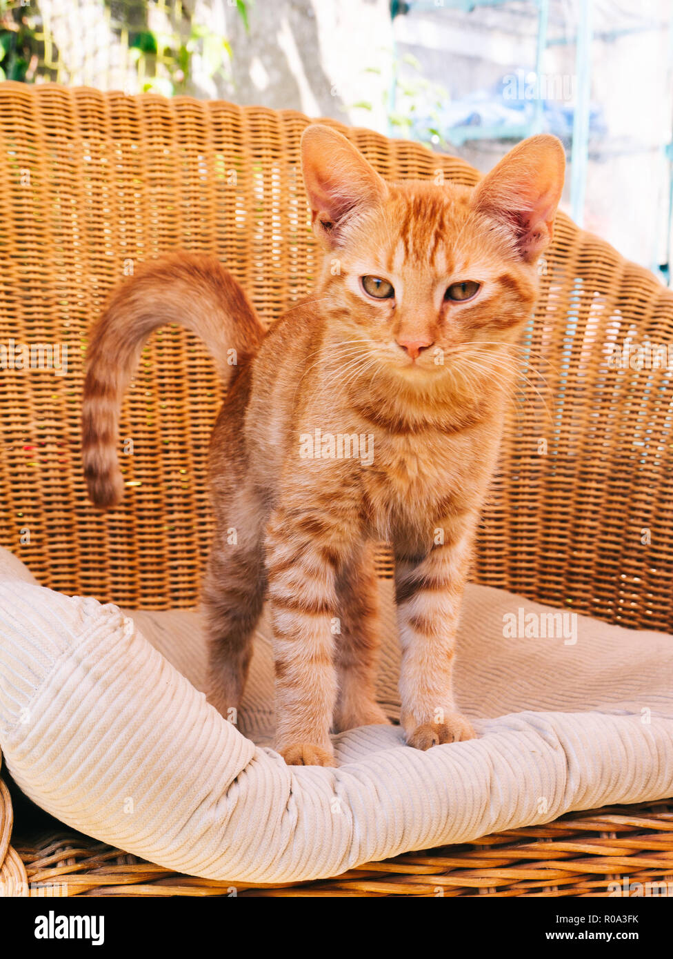 Cat on a chair hi-res stock photography and images - Alamy