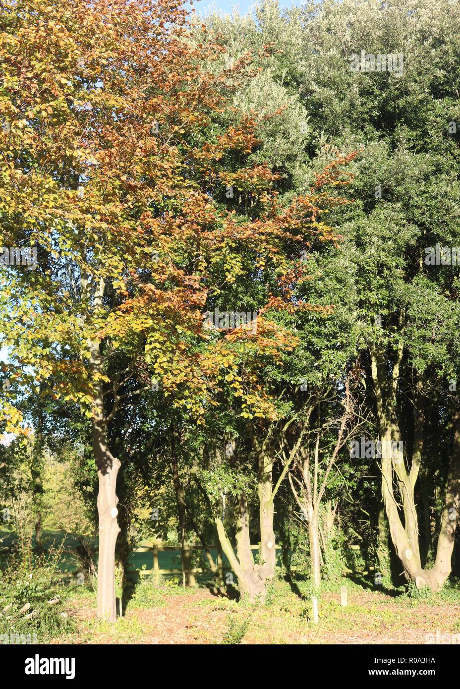 Cobtree Manor Park , Kent Stock Photo - Alamy