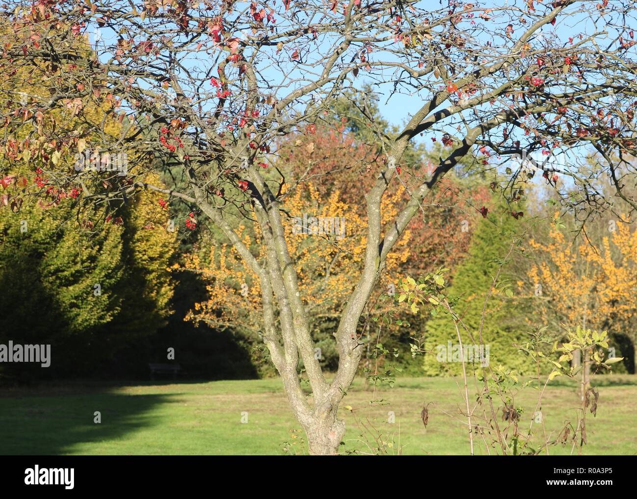 Cobtree Manor Park , Kent Stock Photo - Alamy
