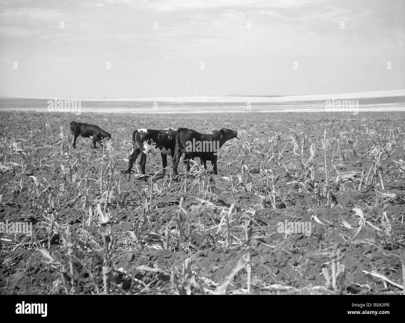Dust Bowl Animals