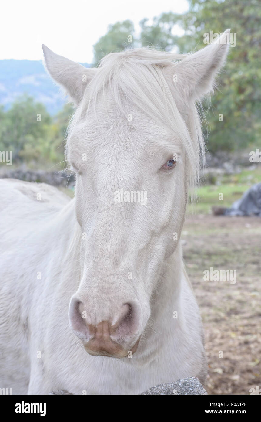 Equus ferus caballus. Beautiful white horse (albino), with blue eyes ...
