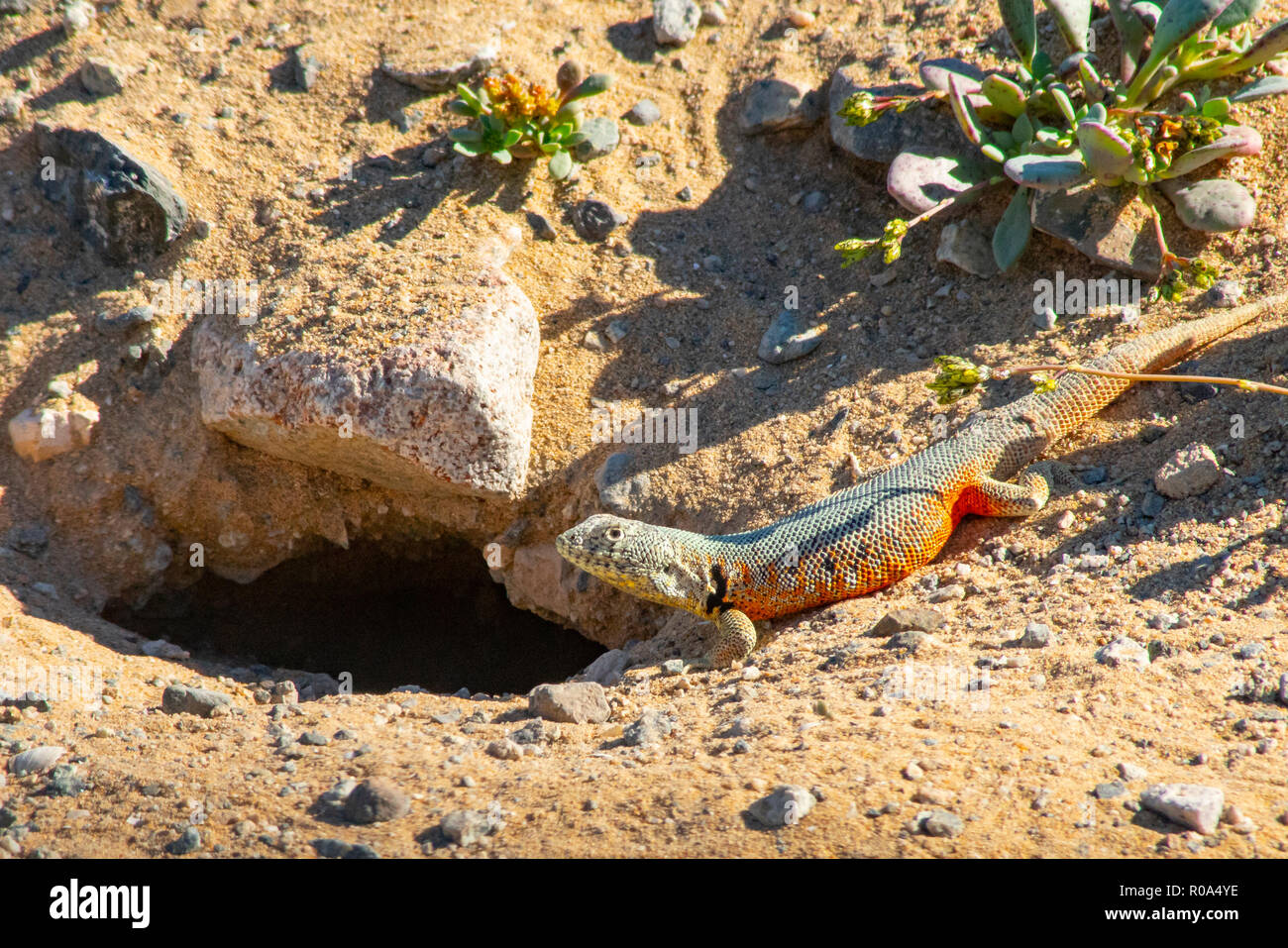 Reptile hiding place hi-res stock photography and images - Alamy