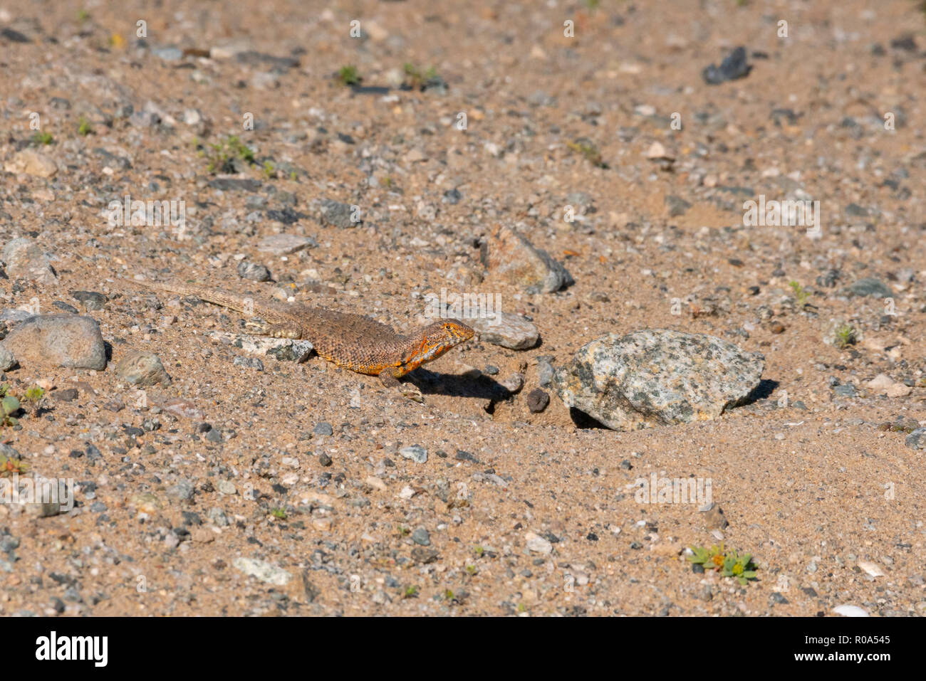 Lizard sunbathing outside its hiding place Stock Photo - Alamy
