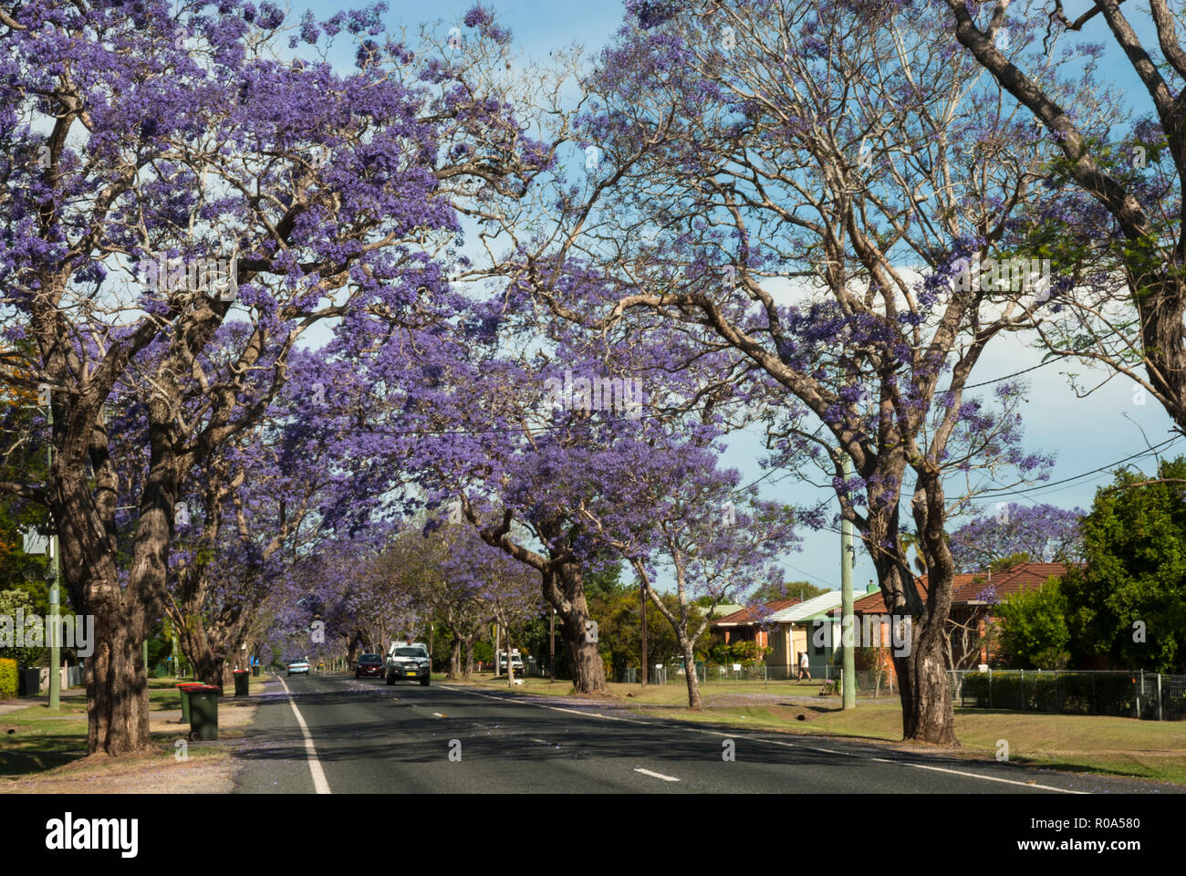Grafton new south wales hi-res stock photography and images - Alamy