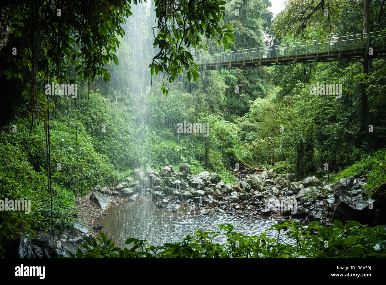 Skywalk dorrigo national park hi-res stock photography and images - Alamy