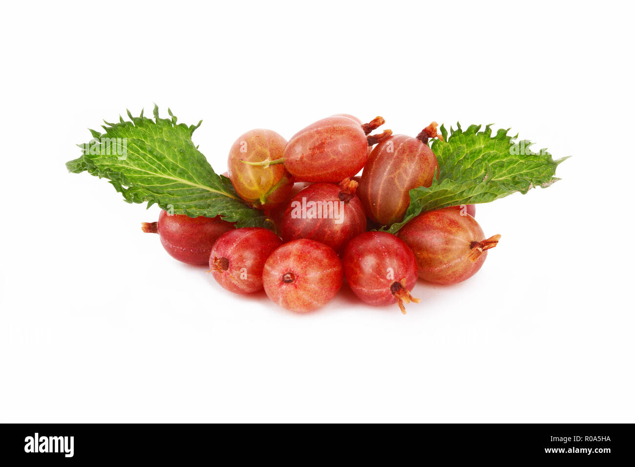 Red gooseberries in white hi-res stock photography and images - Alamy