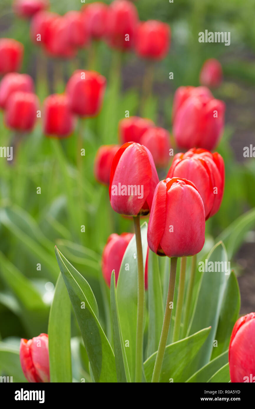 Red beautiful tulips field in spring time Stock Photo - Alamy