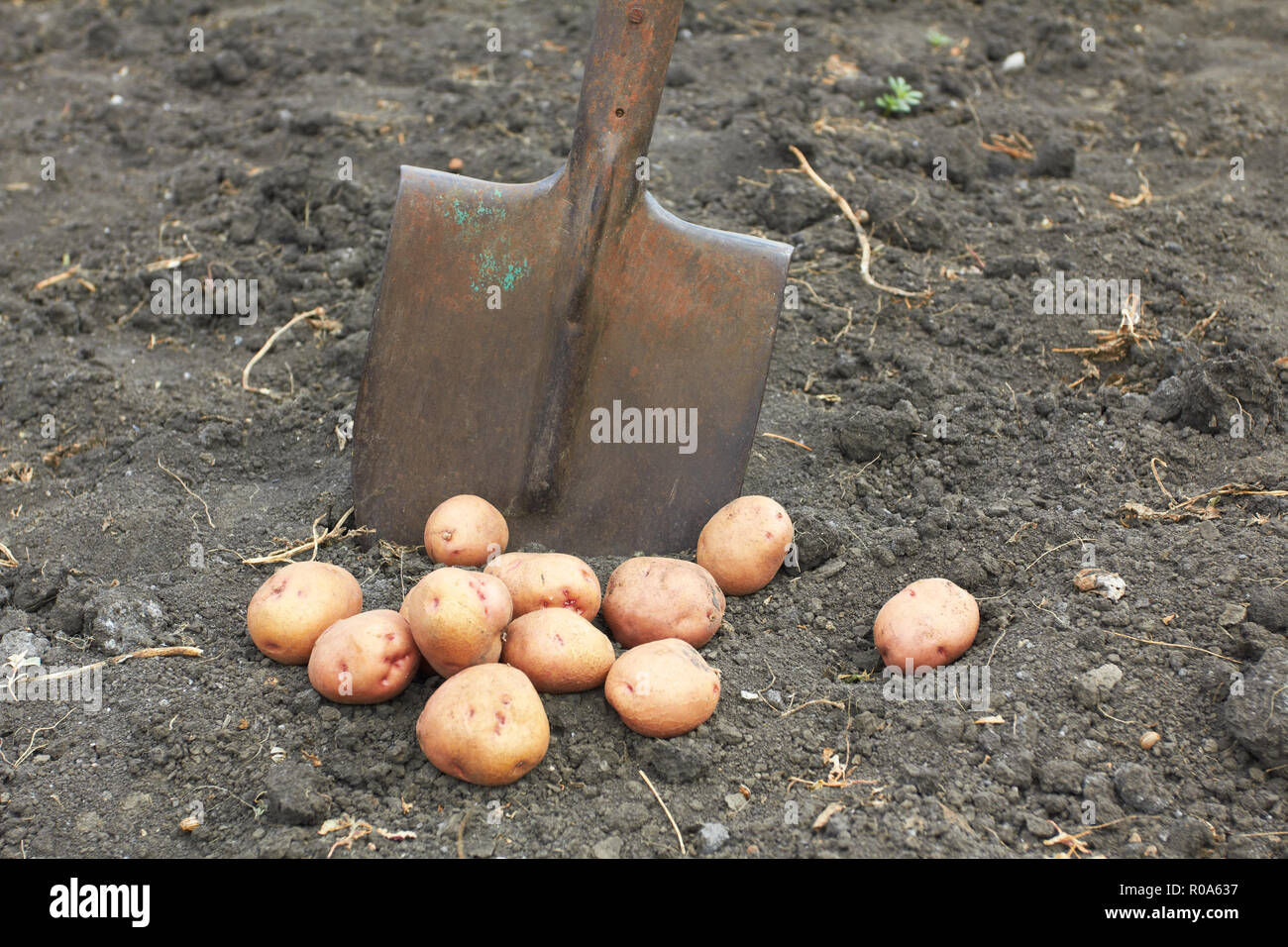 only the dug-out potato in the field with a shovel Stock Photo - Alamy