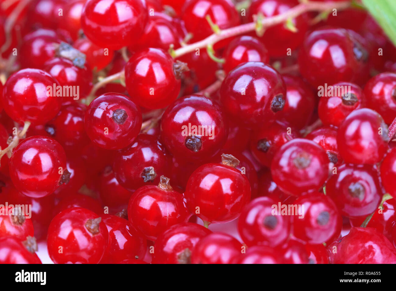 redcurrant can use as a background Stock Photo - Alamy