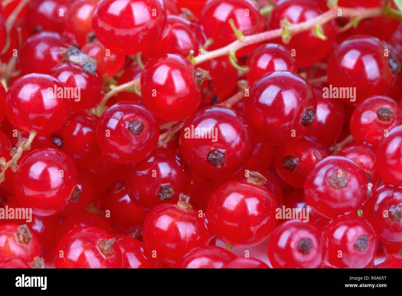 Red currant berry close up colorful fruit background Stock Photo - Alamy