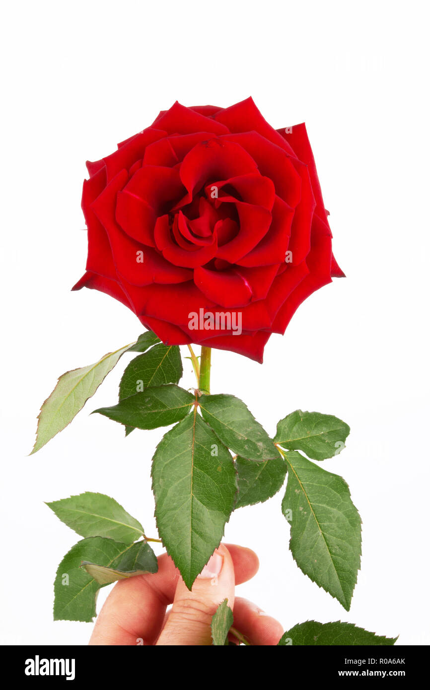 beautiful red rose in hand on white Stock Photo - Alamy