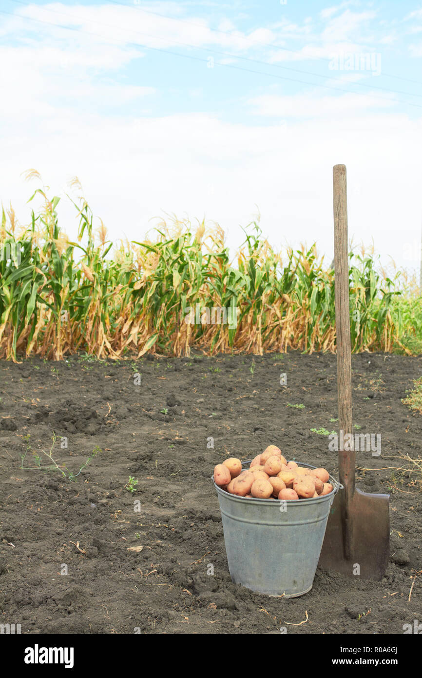 only the dug-out potato in the field with a shovel Stock Photo - Alamy