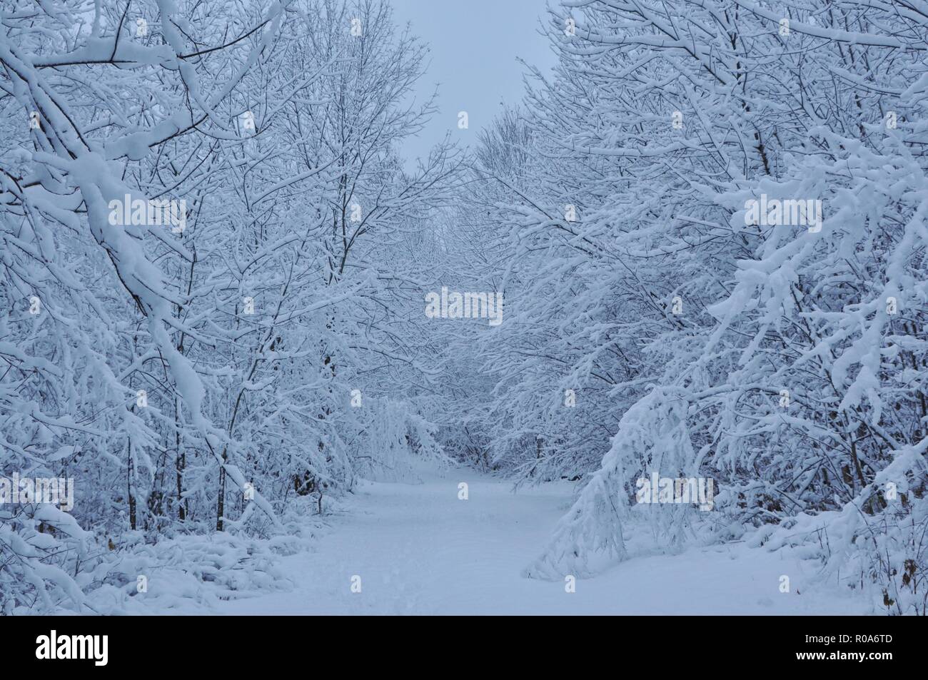 First Snowfall - winter wonderland Stock Photo - Alamy