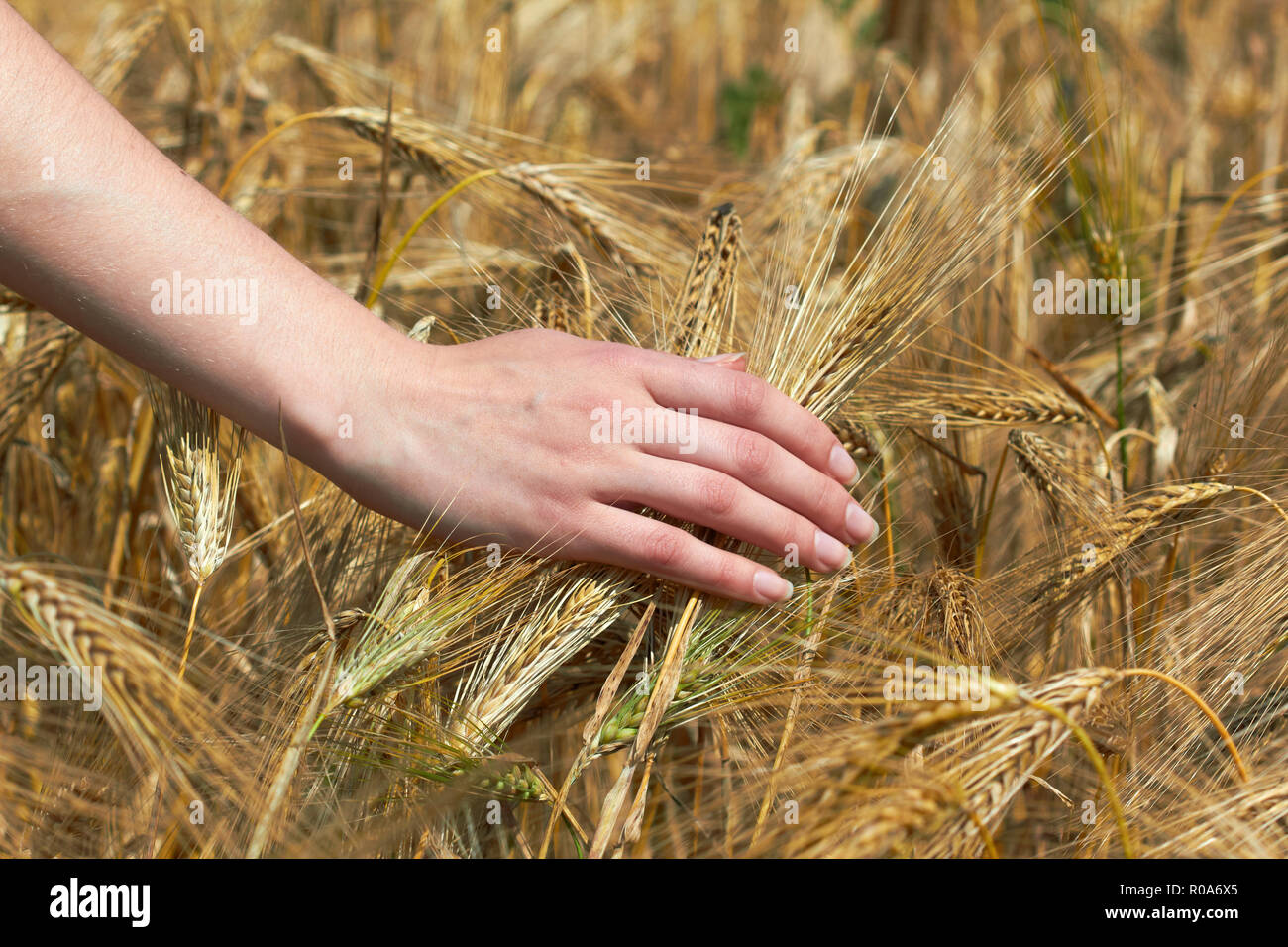 Hand in a wheat field Stock Photo - Alamy