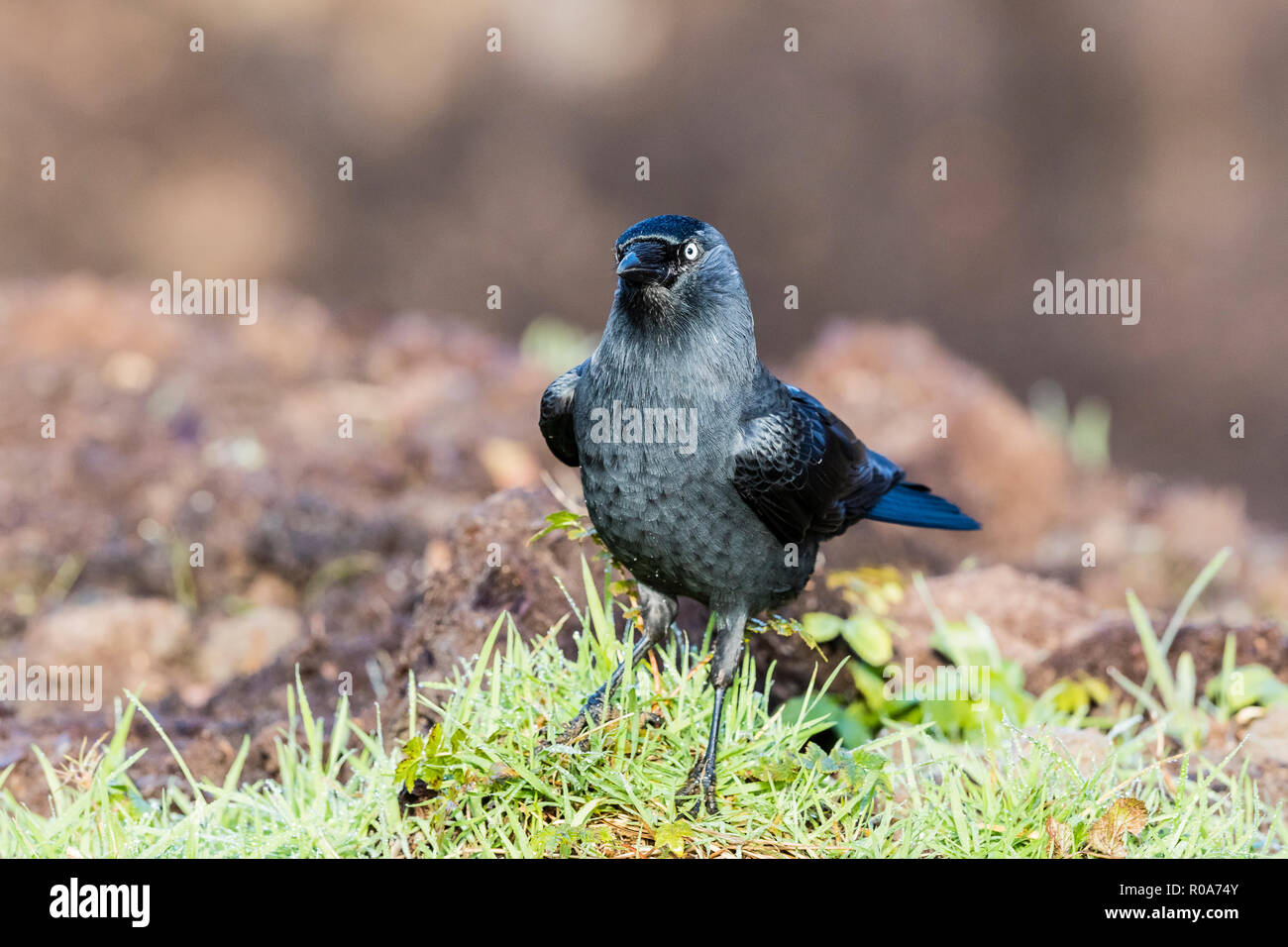 A jackdaw in mid Wales Stock Photo - Alamy