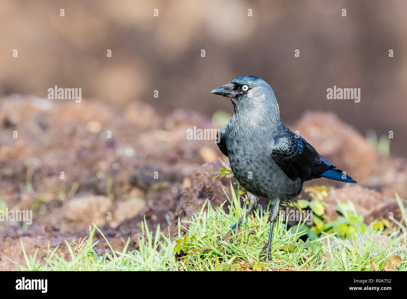 Jackdaw in autumn hi-res stock photography and images - Alamy
