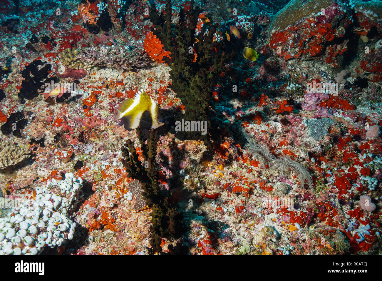 Tropical fish at the Maldives Stock Photo - Alamy