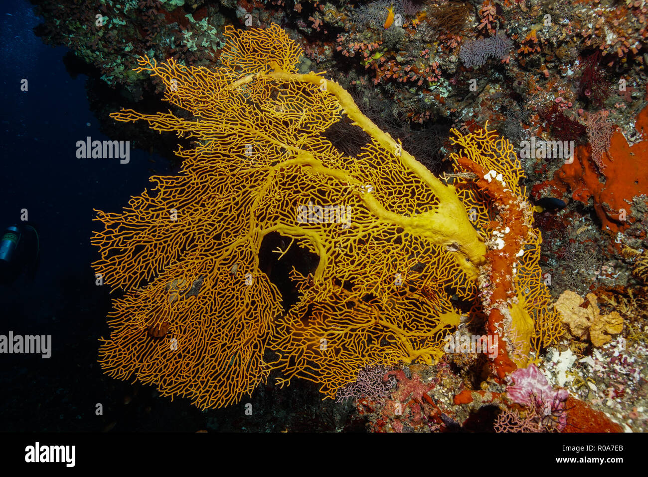 Giant Sea Fan at the Maldives Stock Photo - Alamy