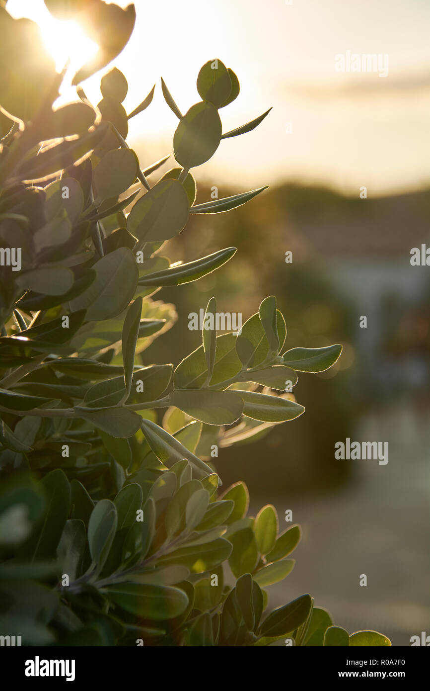 silhouette of green leaves of a mediterranean plant shot against the ...