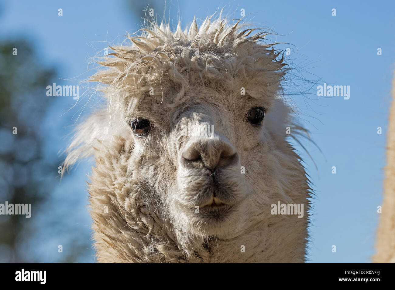 Al packer hi-res stock photography and images - Alamy
