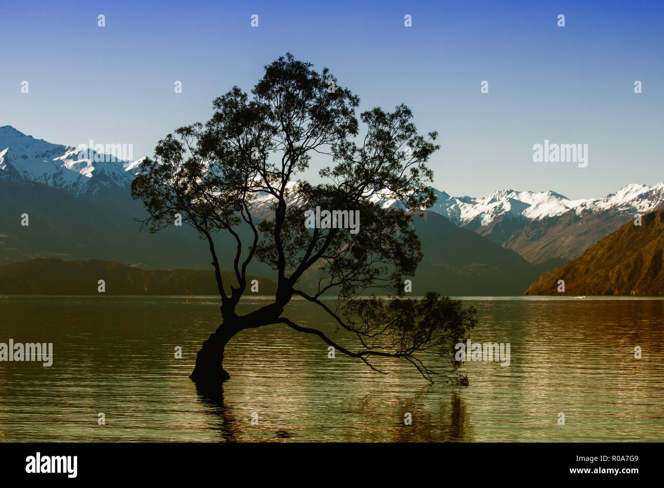 Willow treewanaka tree hi-res stock photography and images - Alamy