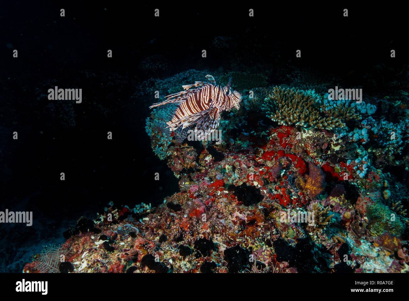 Lion fish at the Maldives Stock Photo - Alamy