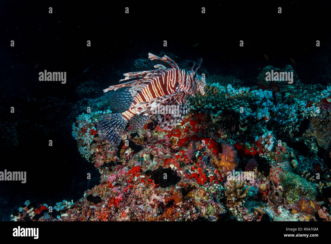 Lion fish at the Maldives Stock Photo - Alamy