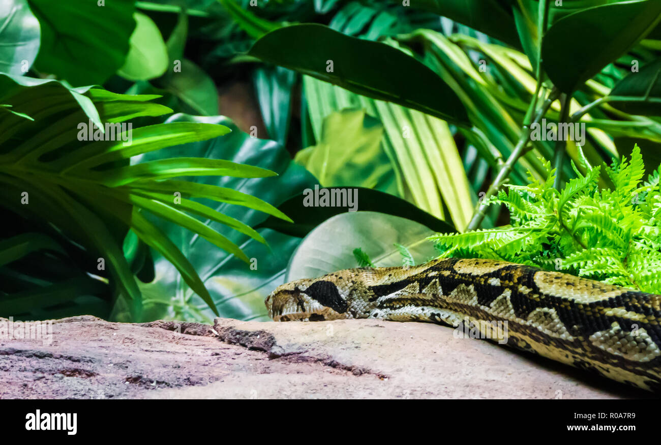 Boa constrictor crawling over a stone rock in a rain forest landscape ...
