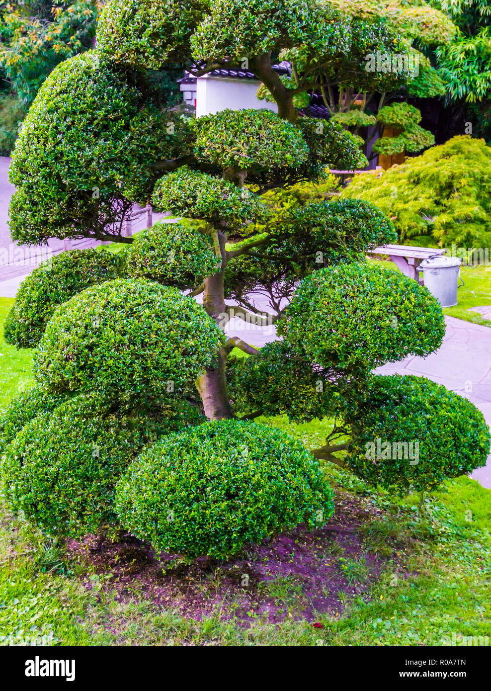 beautiful pruned tree with ball bushes in japanese style amazing garden ...